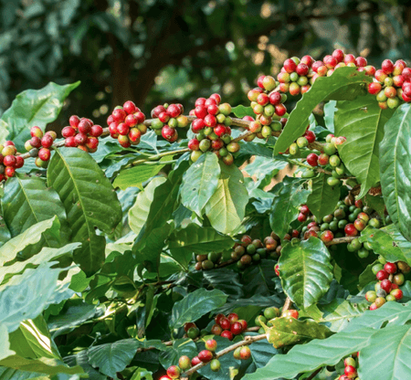 Where Did Coffee Originate? A Journey Through Coffee History | Unic